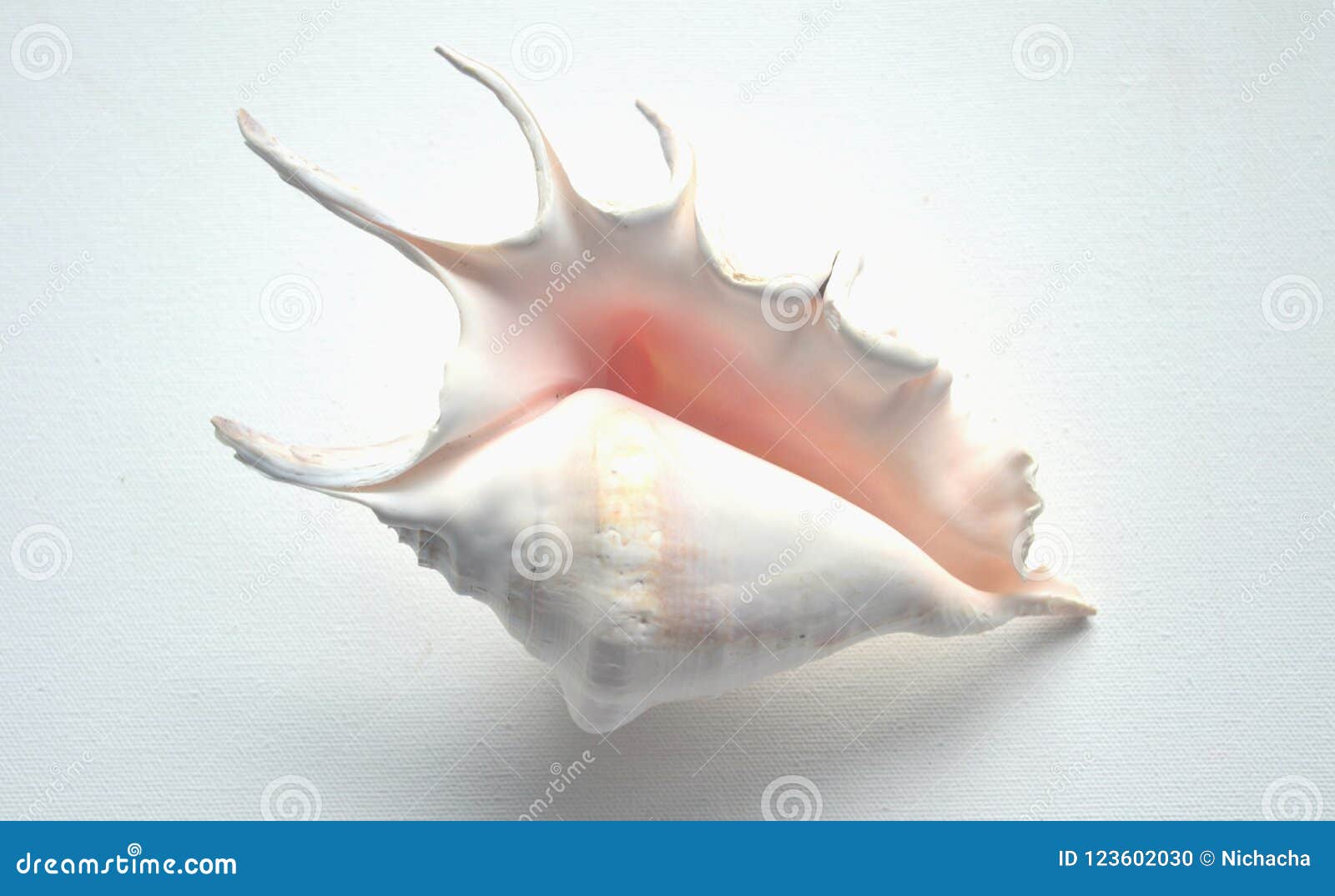 Sea Shell on White Background Stock Photo - Image of abstract, animal ...