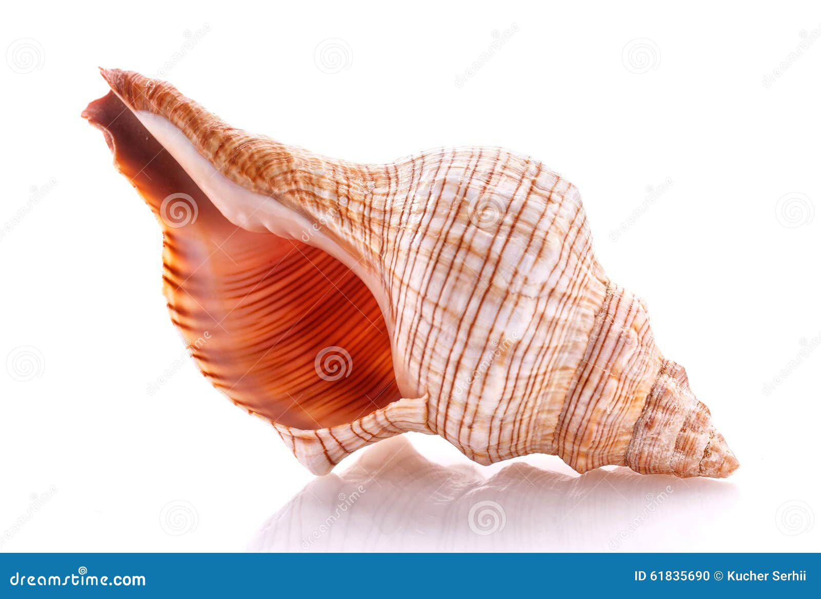 Sea Shell on White Background Stock Photo - Image of single, tropical ...