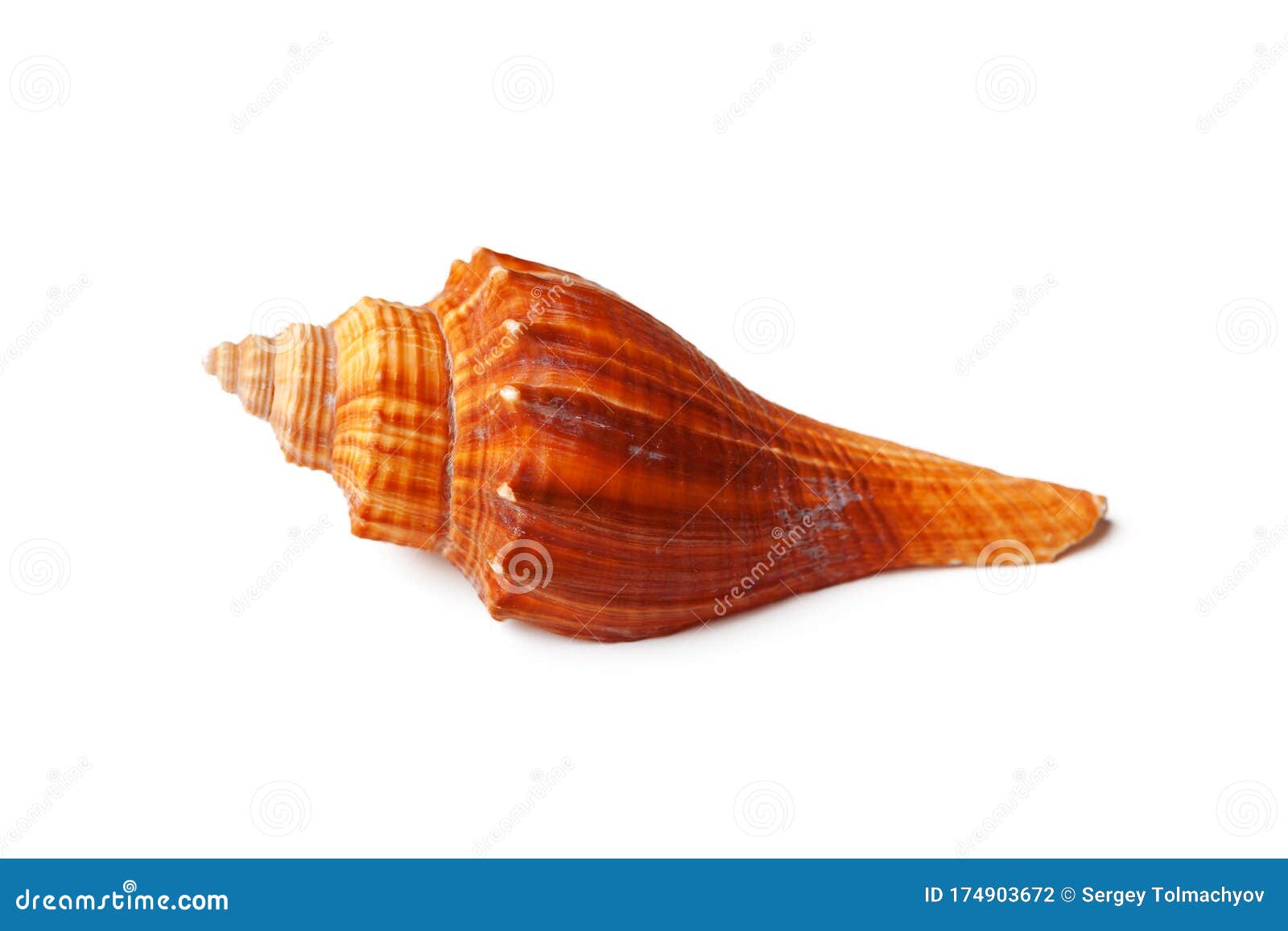 Sea Shell on White Background. Creative Photo. Stock Photo - Image of ...