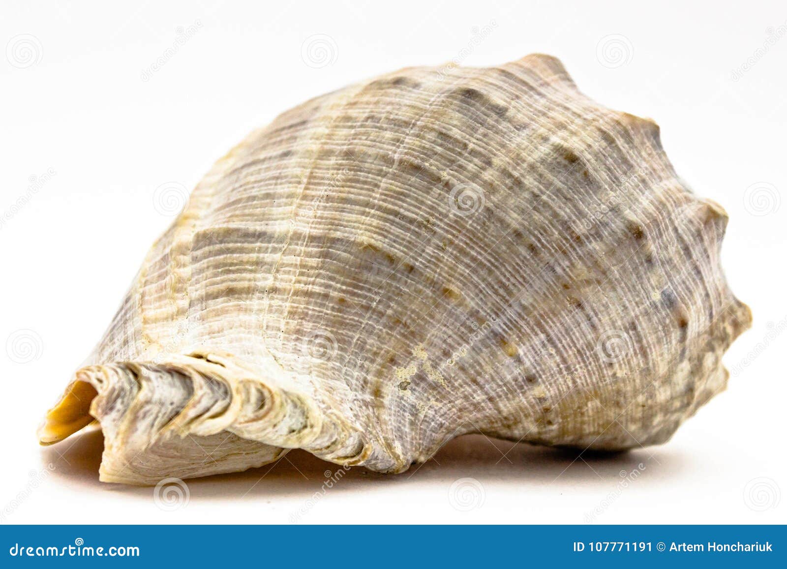 Sea Shell on the White Background Stock Image - Image of shape ...