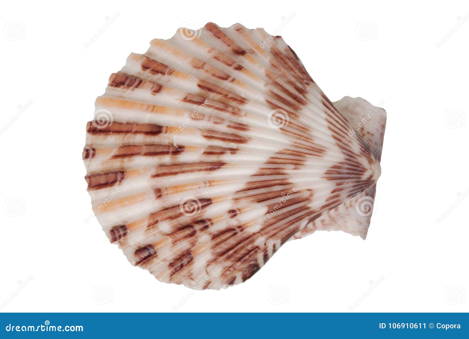 Sea Shell on a White Background Stock Image - Image of white, starfish ...
