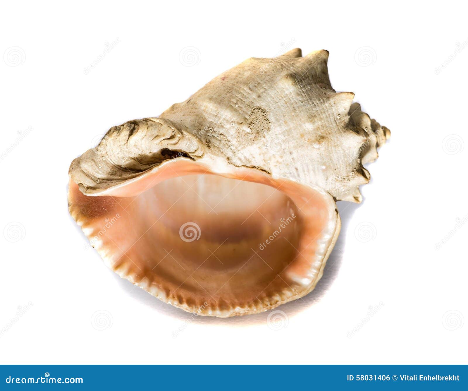 Sea Shell on White Background Stock Photo - Image of object, closeup ...