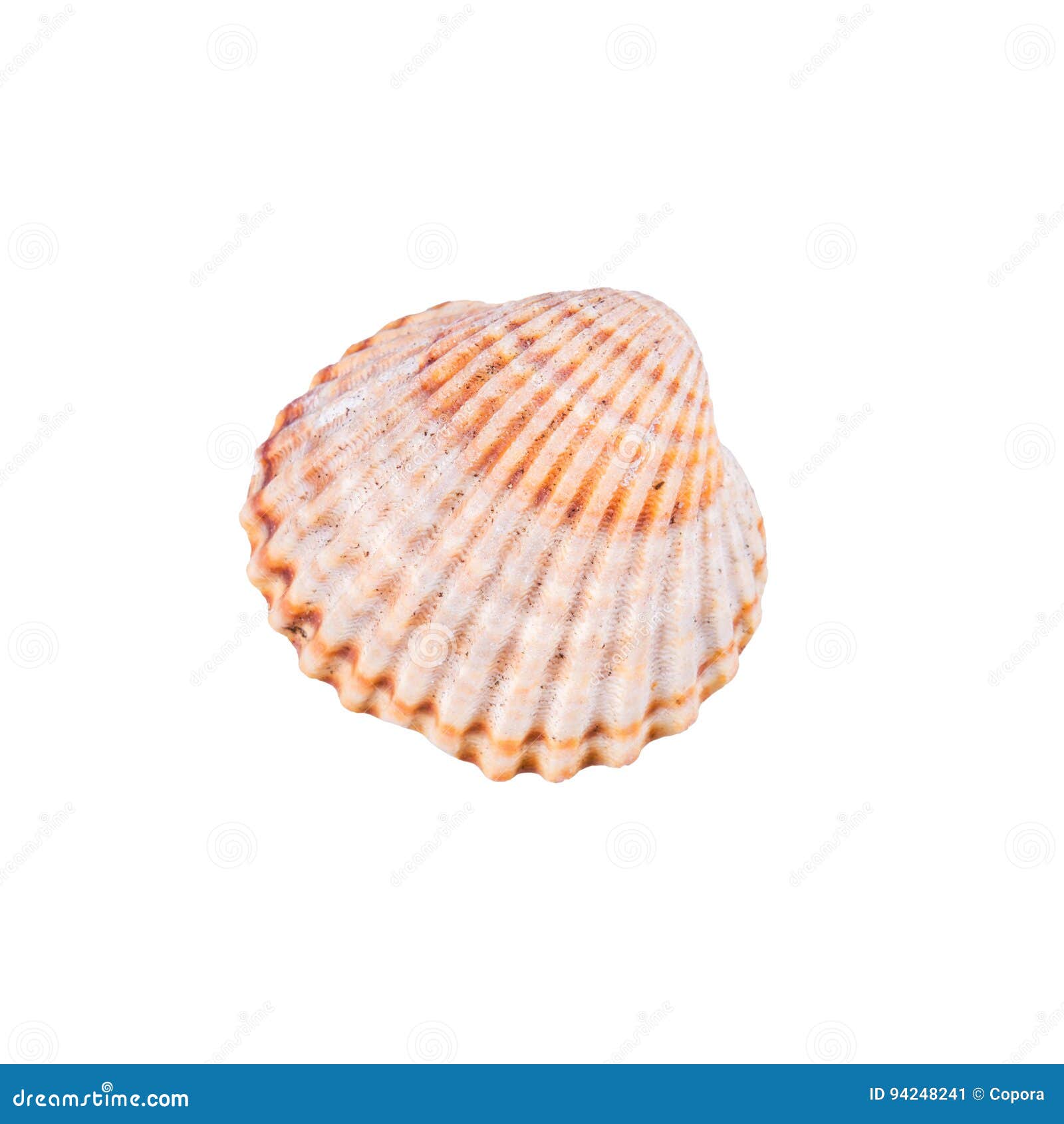 Sea Shell on a White Background Stock Image - Image of water, seashell ...