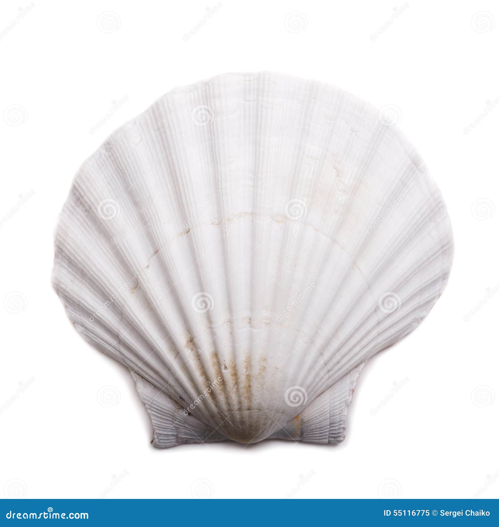 Sea Shell on White Background Stock Image - Image of wildlife, single ...