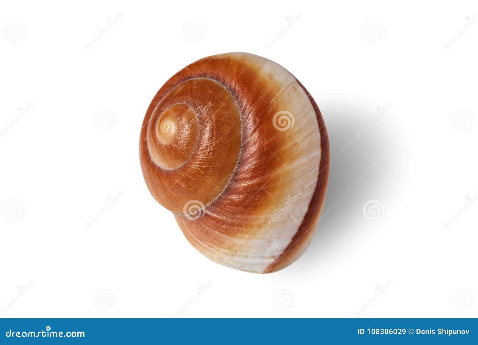 Sea Shell Isolated on a White Background. Stock Image - Image of ...