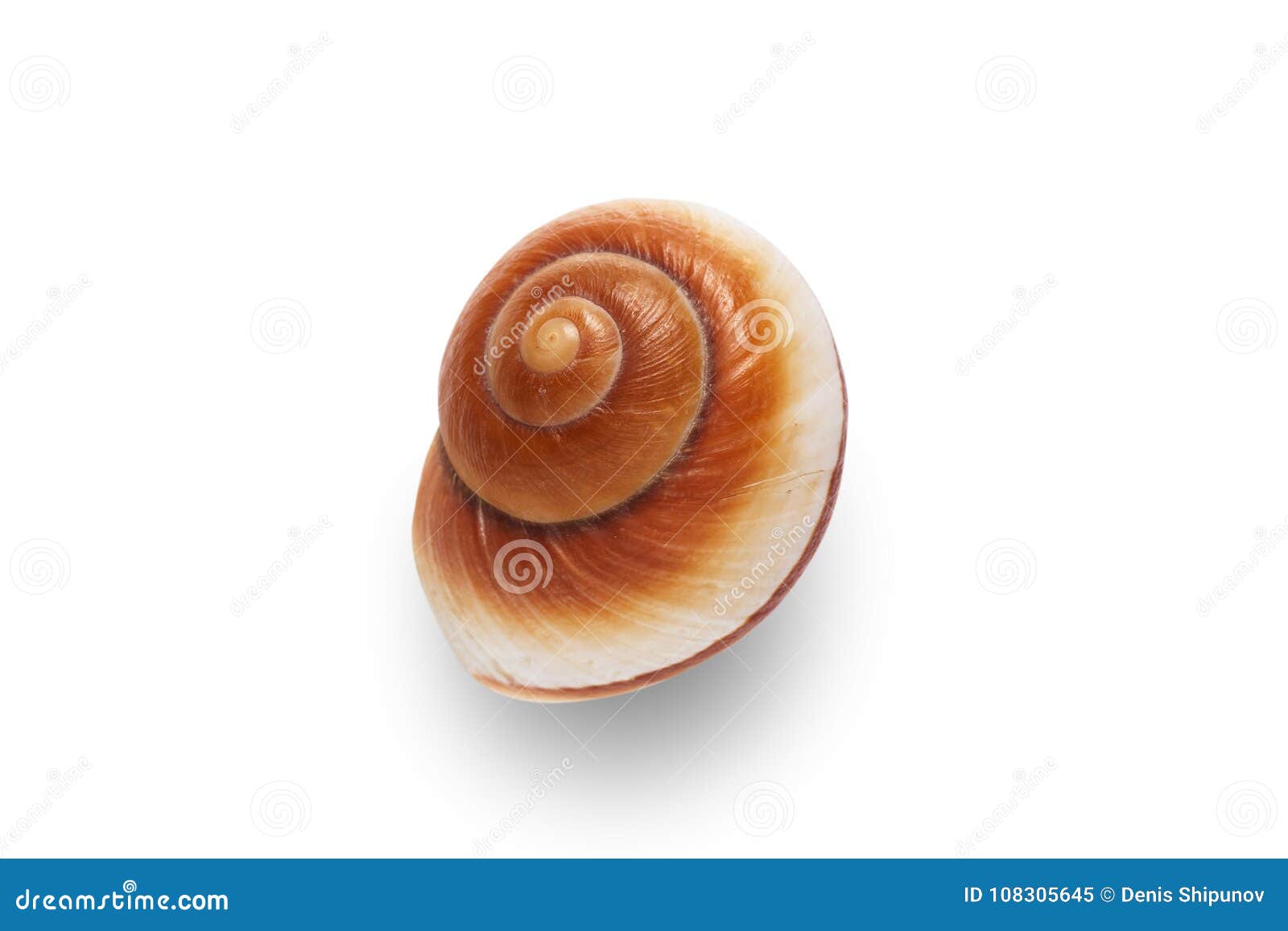 Sea Shell on a White Background. Stock Image - Image of invertebrate ...