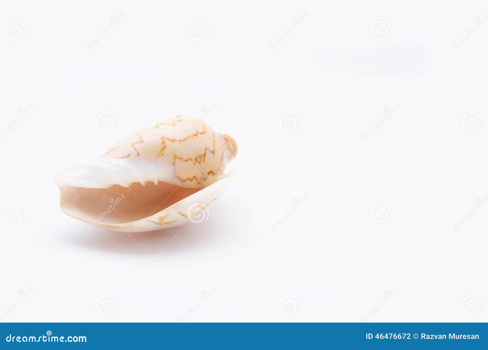 Sea Shell on a White Background Stock Photo - Image of swirl, close ...