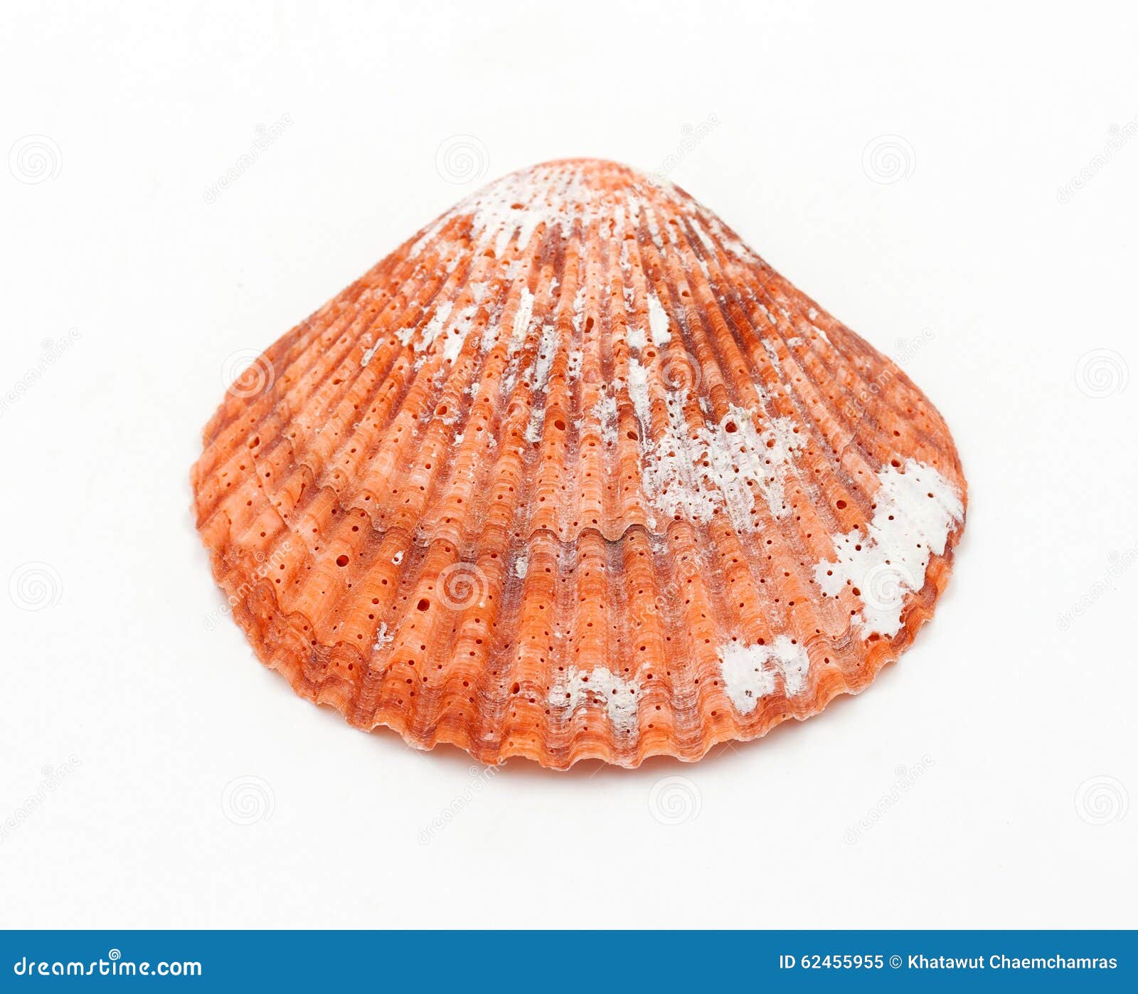 18,599 Red Sea Shell White Background Stock Photos - Free & Royalty ...