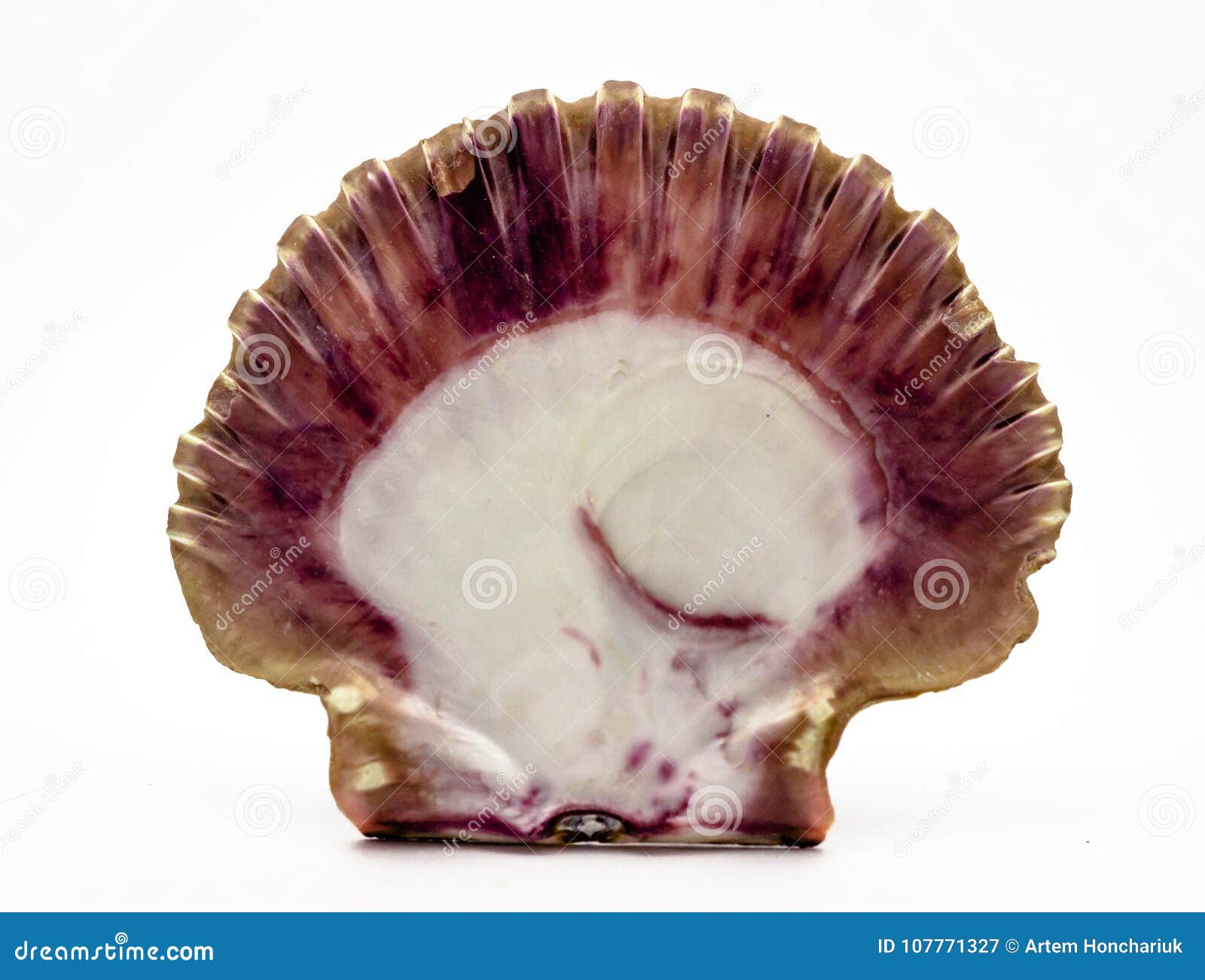 Background Of Scallop Shells Stock Image | CartoonDealer.com #39786961