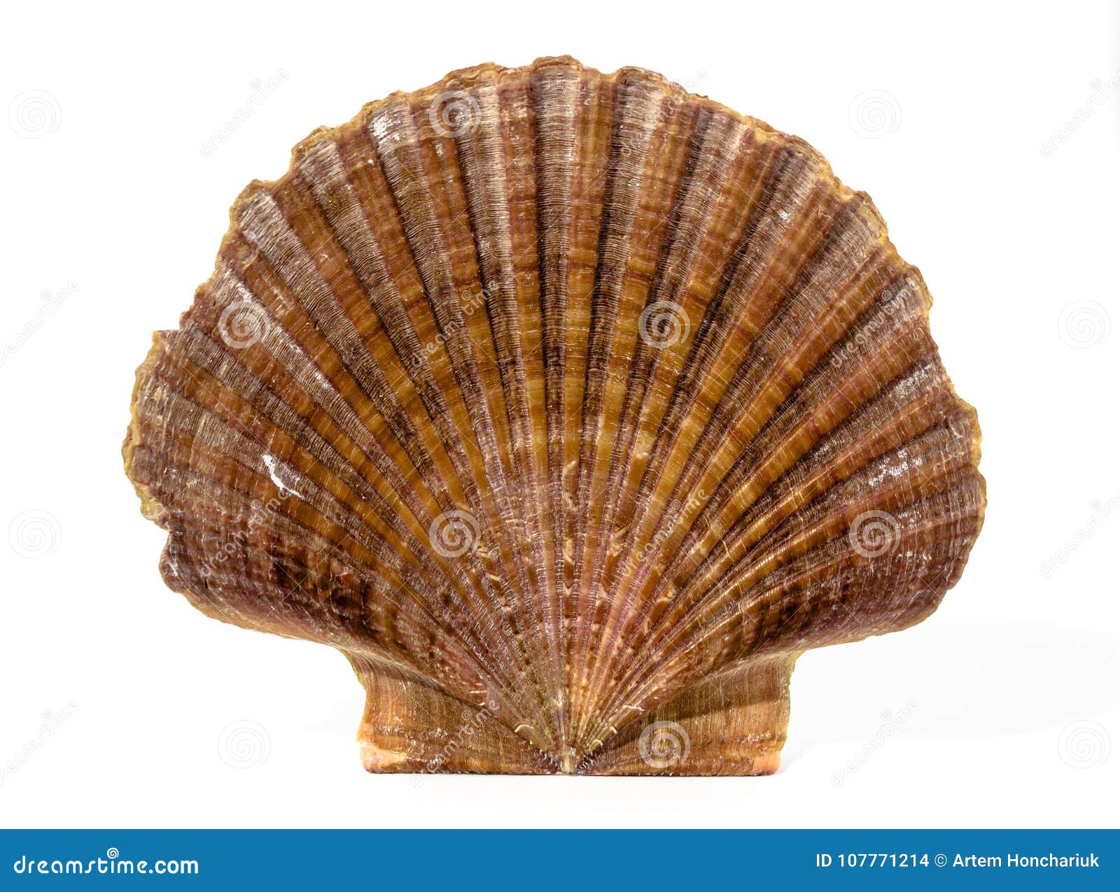 Sea Shell on the White Background Stock Photo - Image of single ...