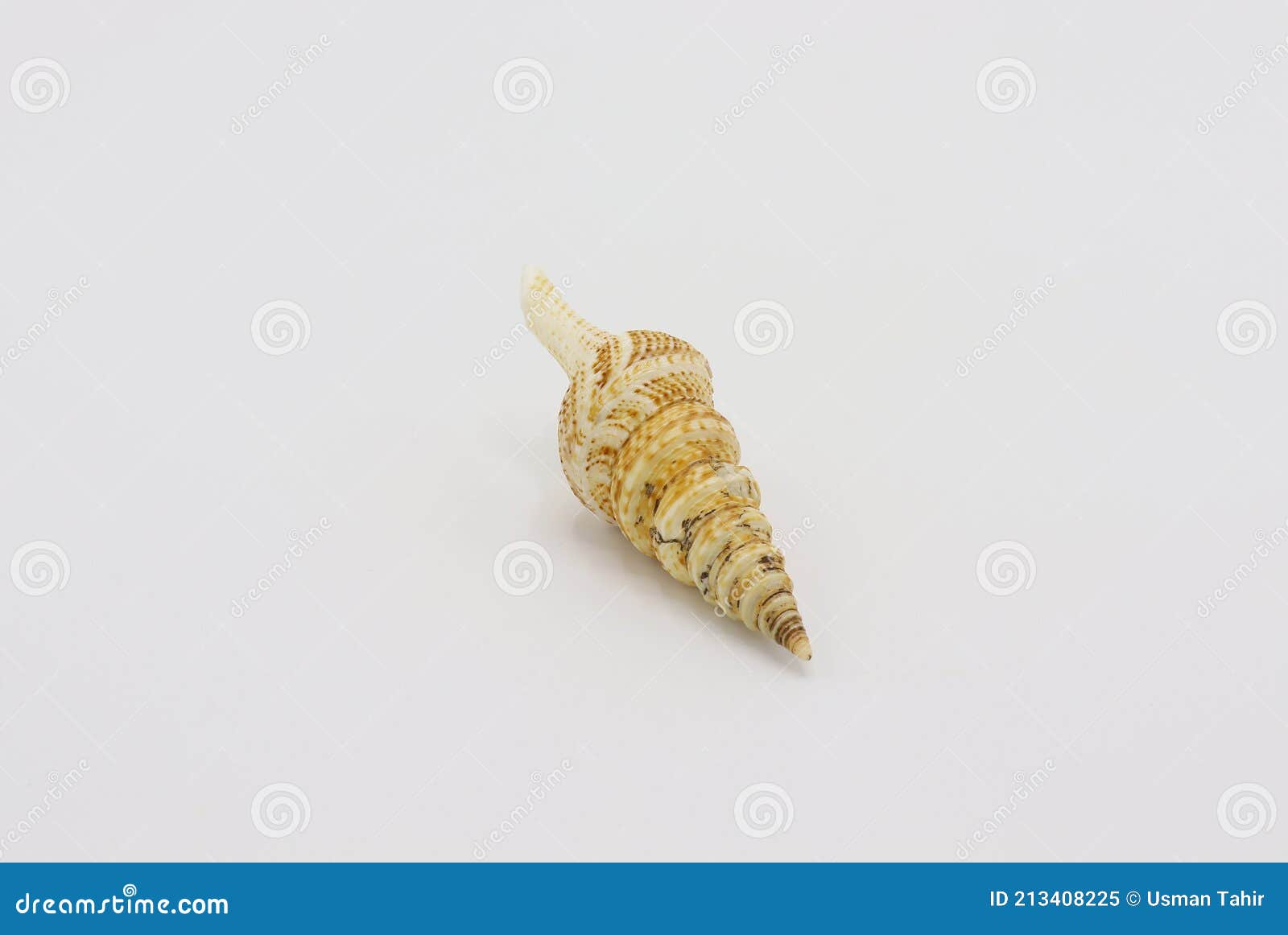 Sea Shell on a White Background Stock Image - Image of shellfish, color ...