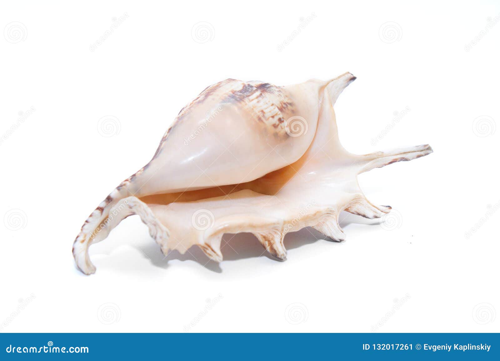 Sea Shell on White Background. Stock Image - Image of seashell, ocean ...