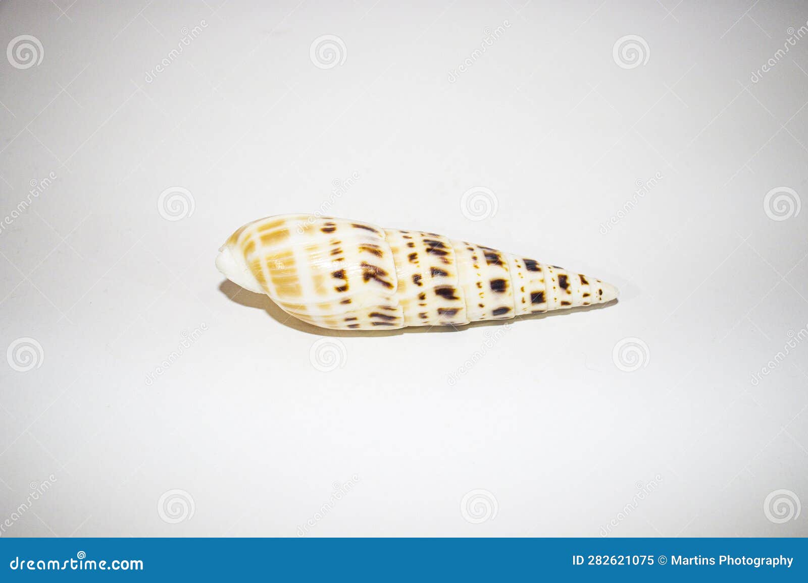 A Sea Shell with a White Background Stock Image - Image of leaf, single ...