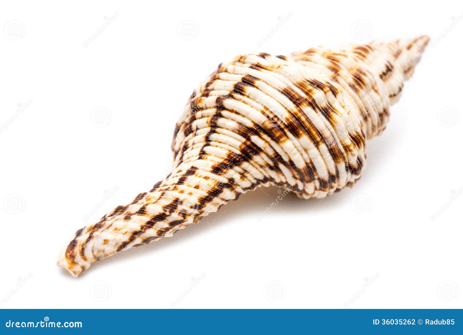 Sea Shell on White stock photo. Image of scallop, aquatic - 36035262