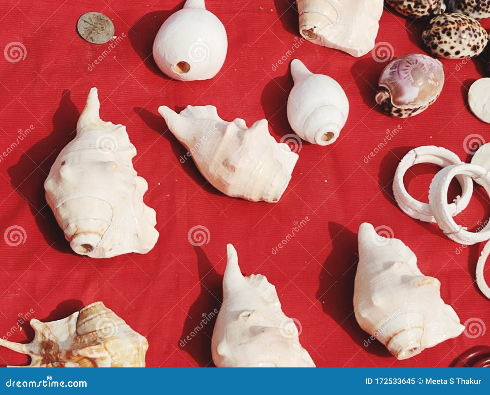 Sea shell white colour stock image. Image of equipments - 172533645
