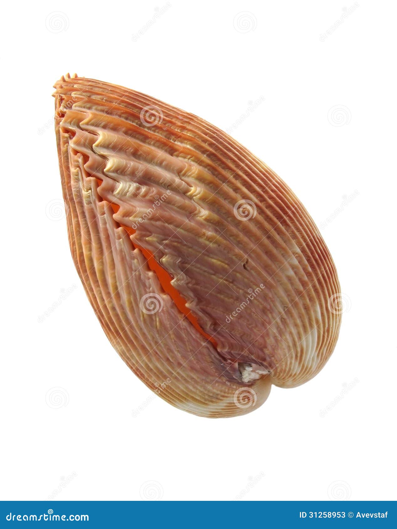 Sea shell stock image. Image of ocean, ribbed, heart - 31258953