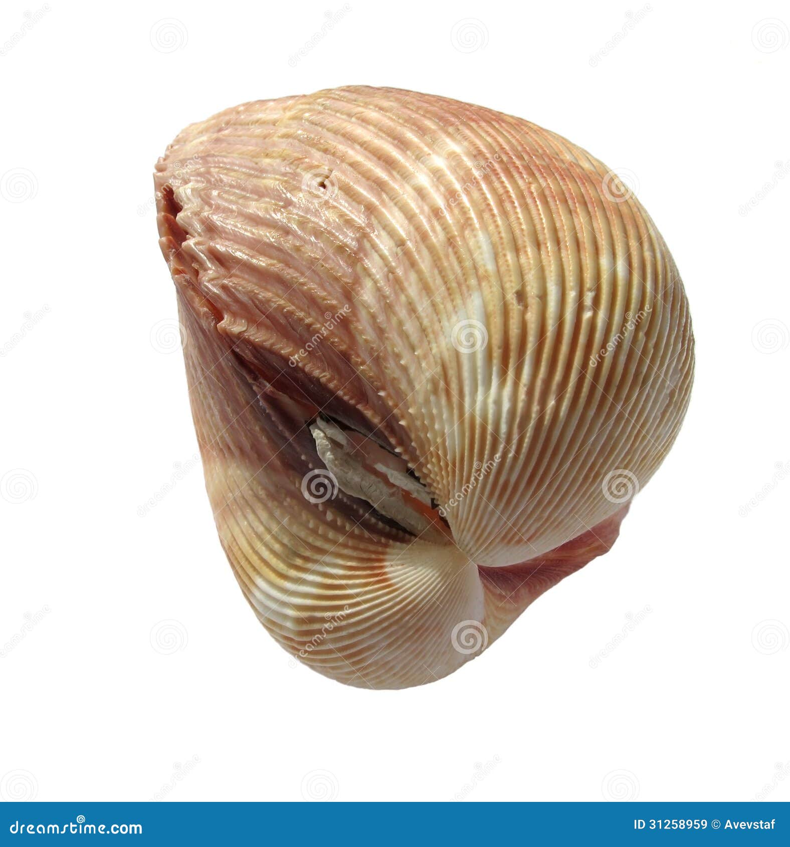 Sea shell stock image. Image of shell, white, bone, corrugated - 31258959