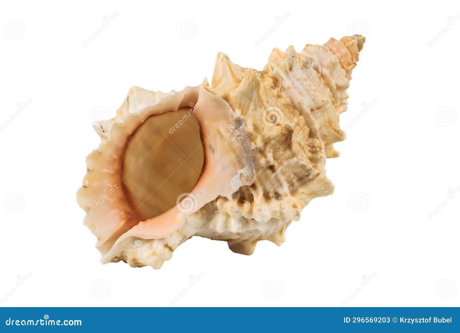 Sea Shell on White Isolated Background Stock Illustration ...