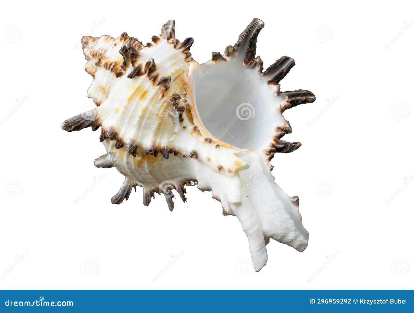 Sea Shell on White Isolated Background Stock Photo - Image of isolated ...