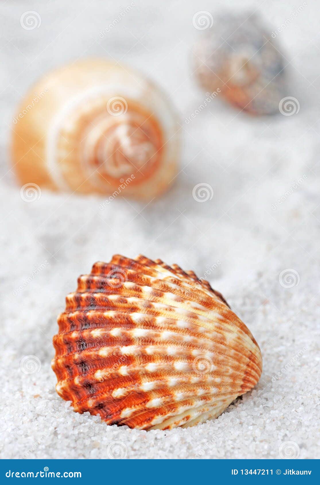 Sea shell on white sand stock image. Image of ocean, natural - 13447211