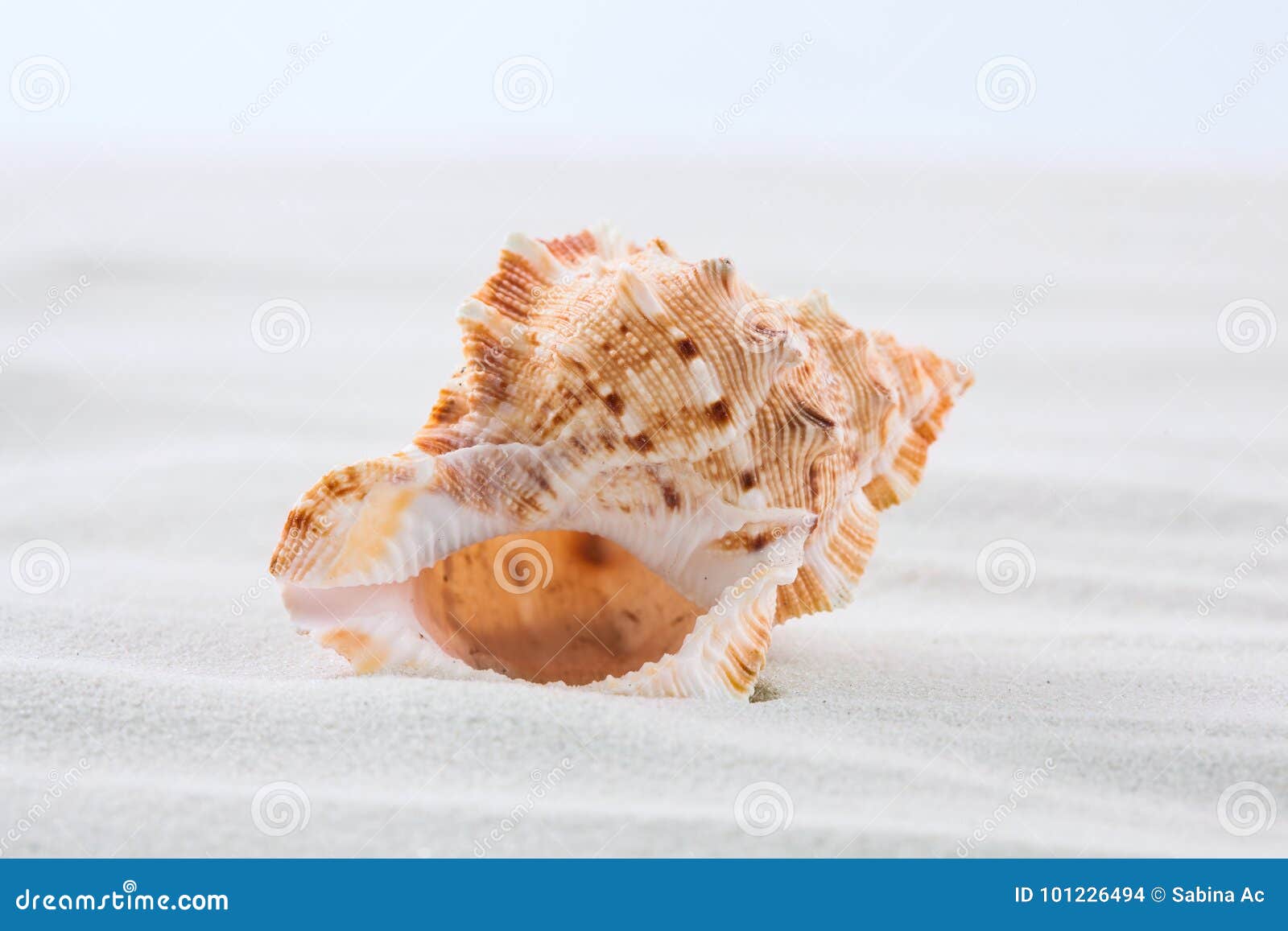 Sea Shell on the White Sand. Beach Summer Background Stock Photo ...