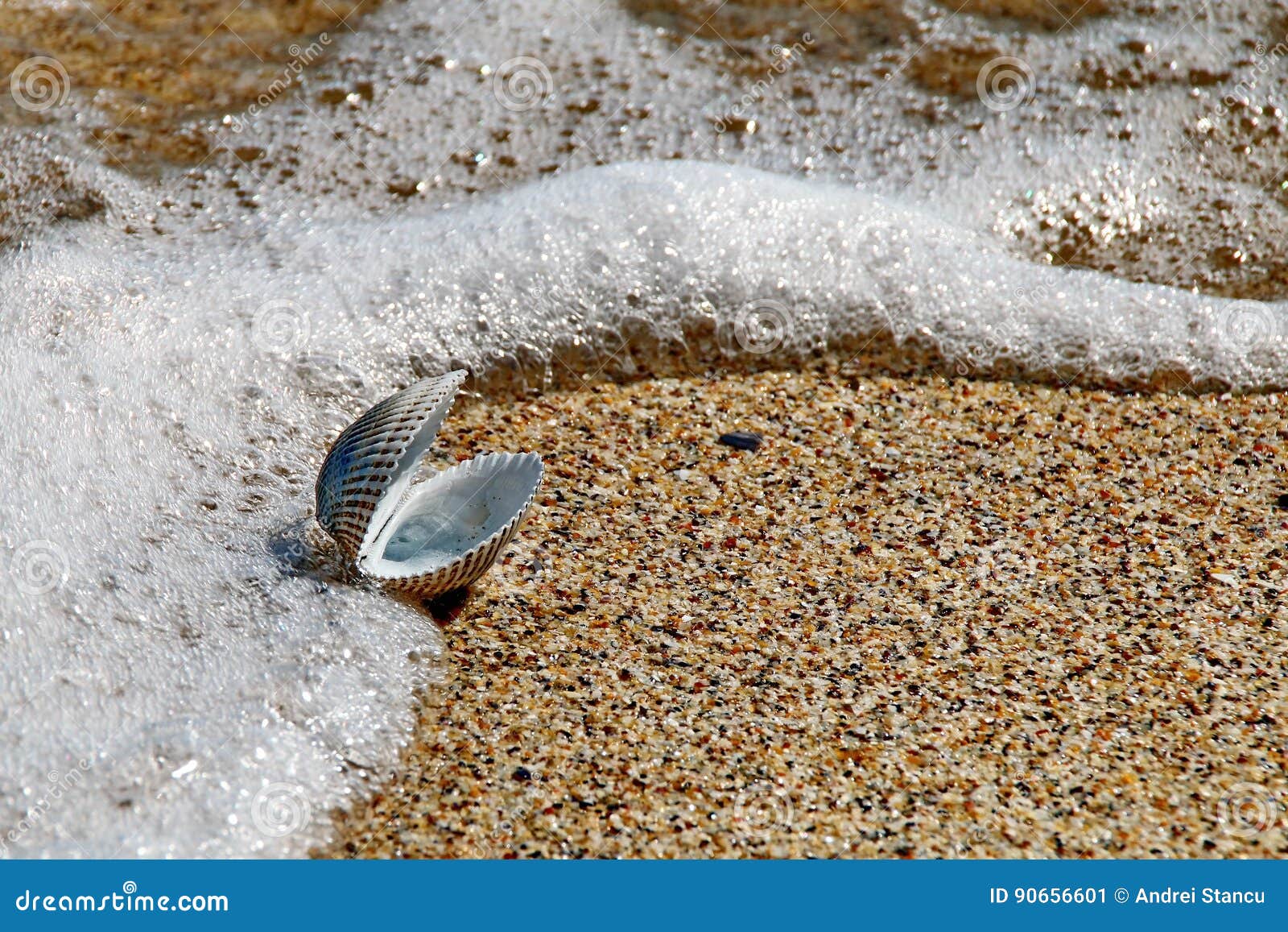 Sea Shell on a beach stock image. Image of sand, sunset - 90656601