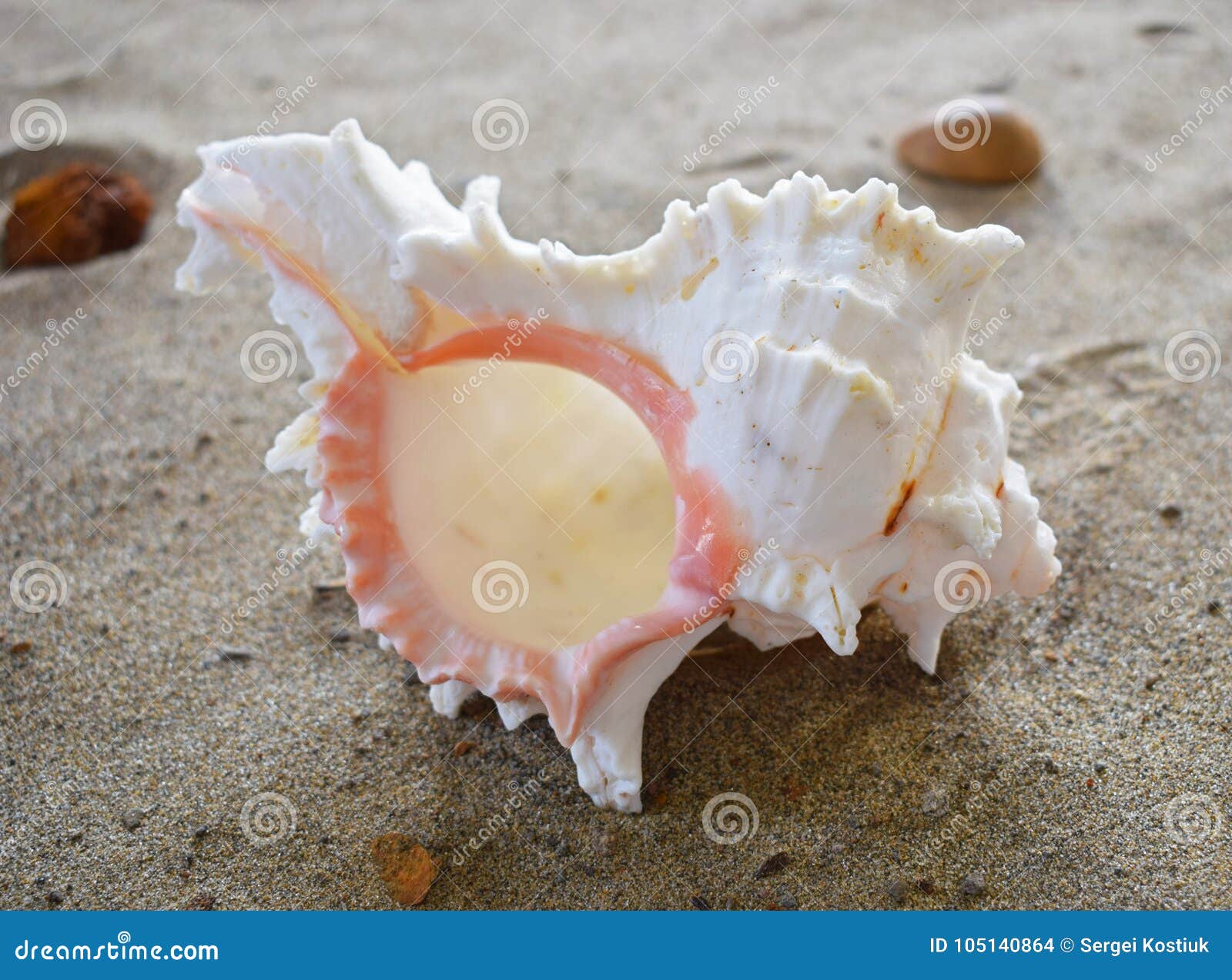 Sea Shell On White Background. Stock Photography | CartoonDealer.com ...