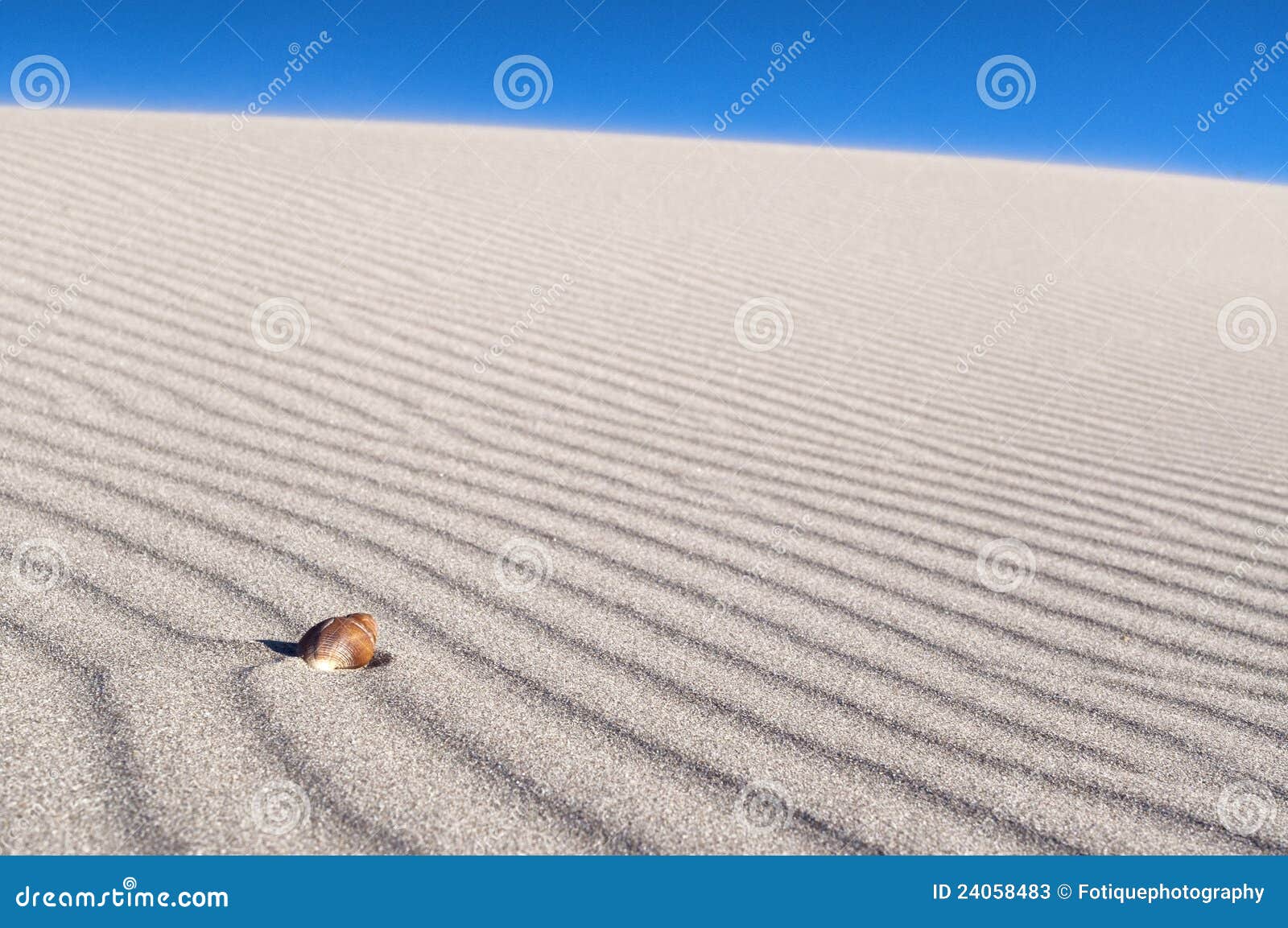 Sea Shell on Wind Blown Sand Lines Stock Image - Image of inspiration ...