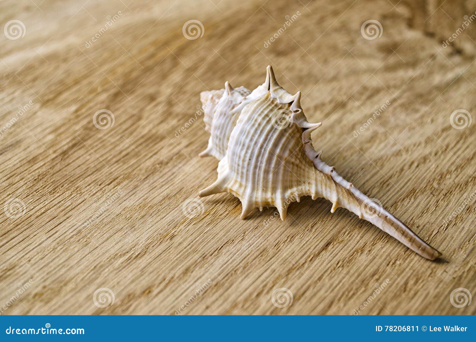 Sea Shell on Wood stock image. Image of still, spikey - 78206811