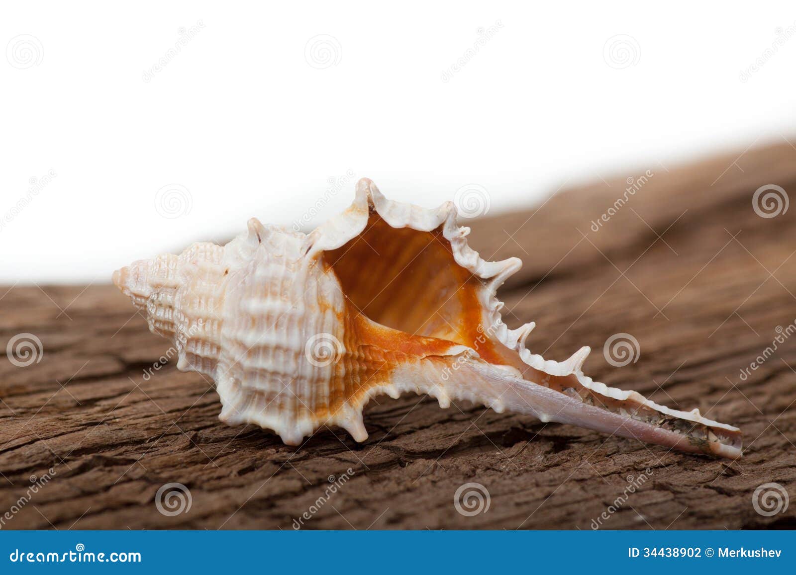 Sea shell on wooden board stock photo. Image of brown - 34438902
