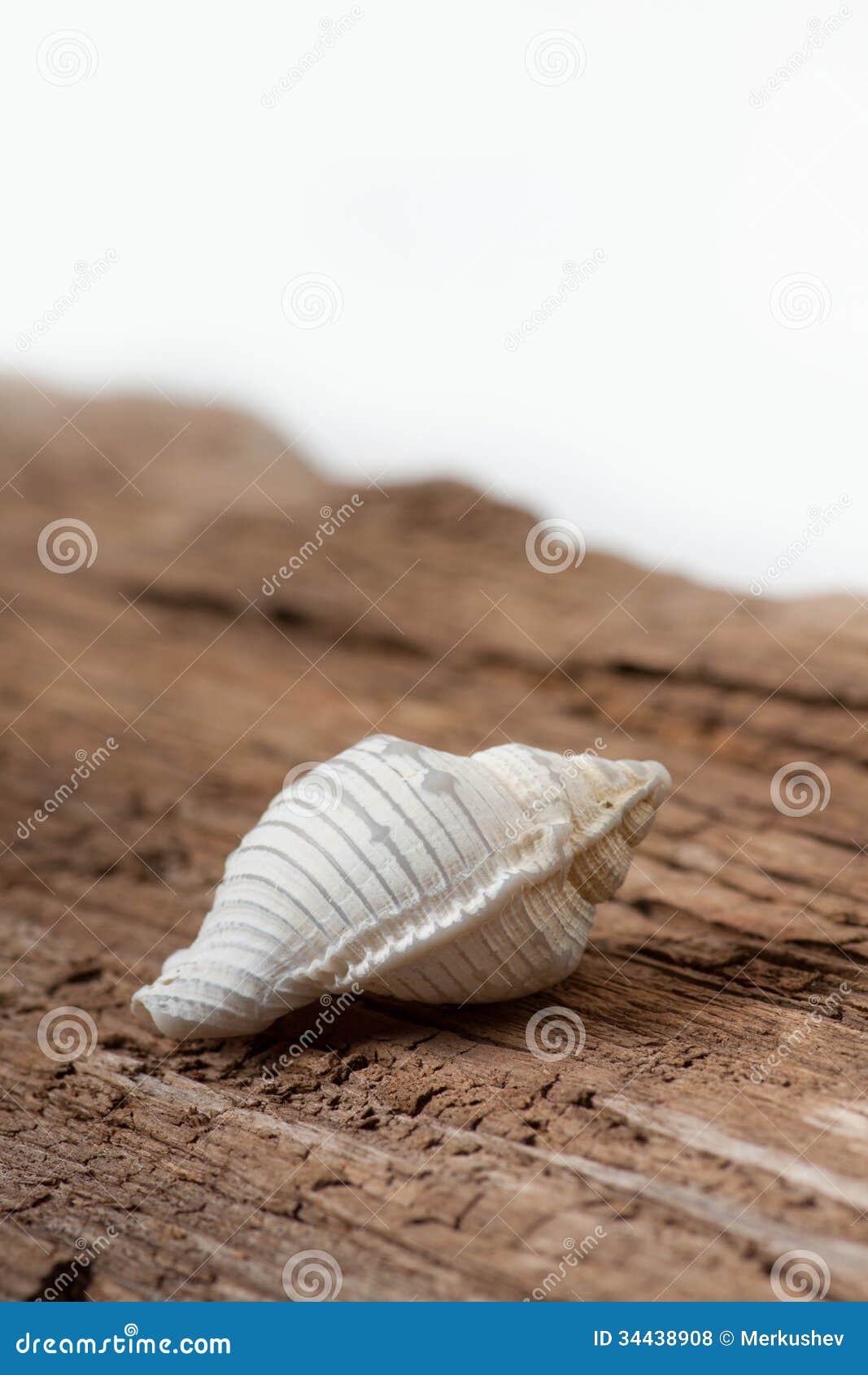 Sea shell on wooden board stock photo. Image of postcard - 34438908