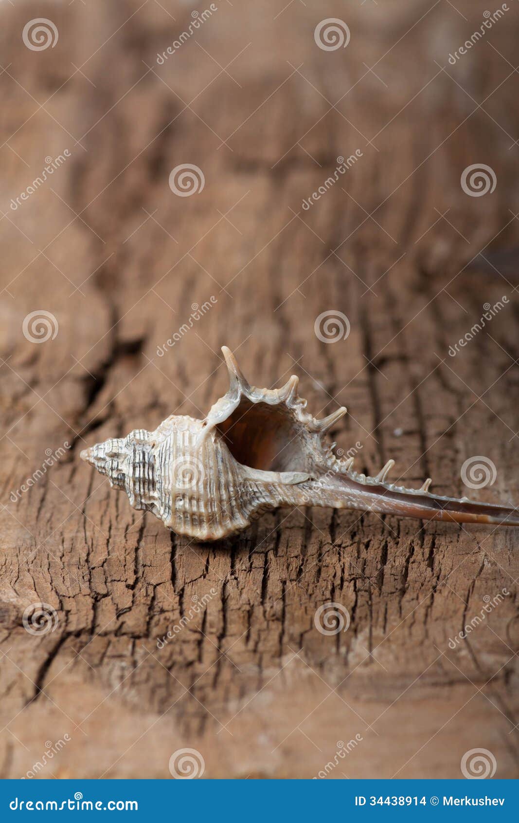Sea shell on wooden board stock photo. Image of board - 34438914