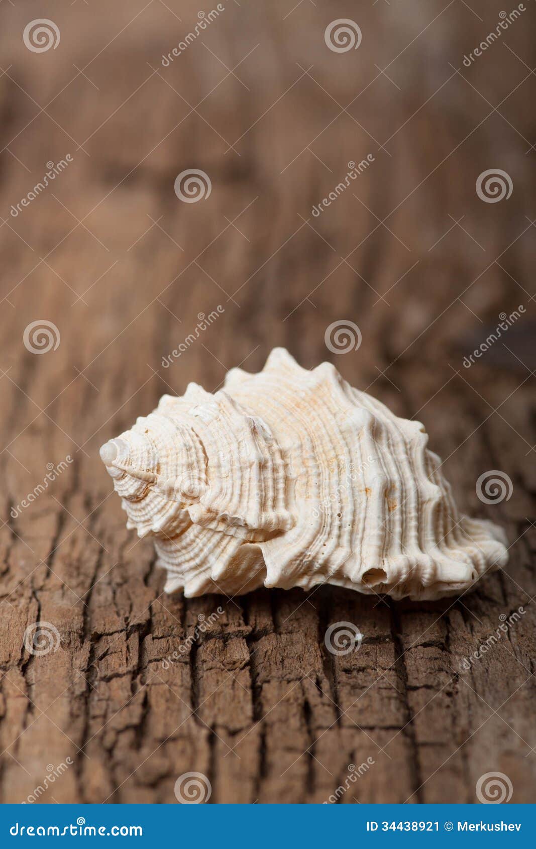 Sea shell on wooden board stock image. Image of shellfish - 34438921