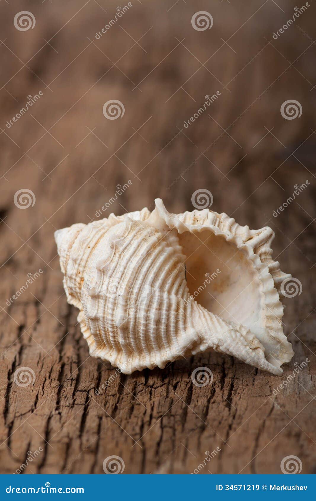 Sea shell on wooden board stock image. Image of frame - 34571219
