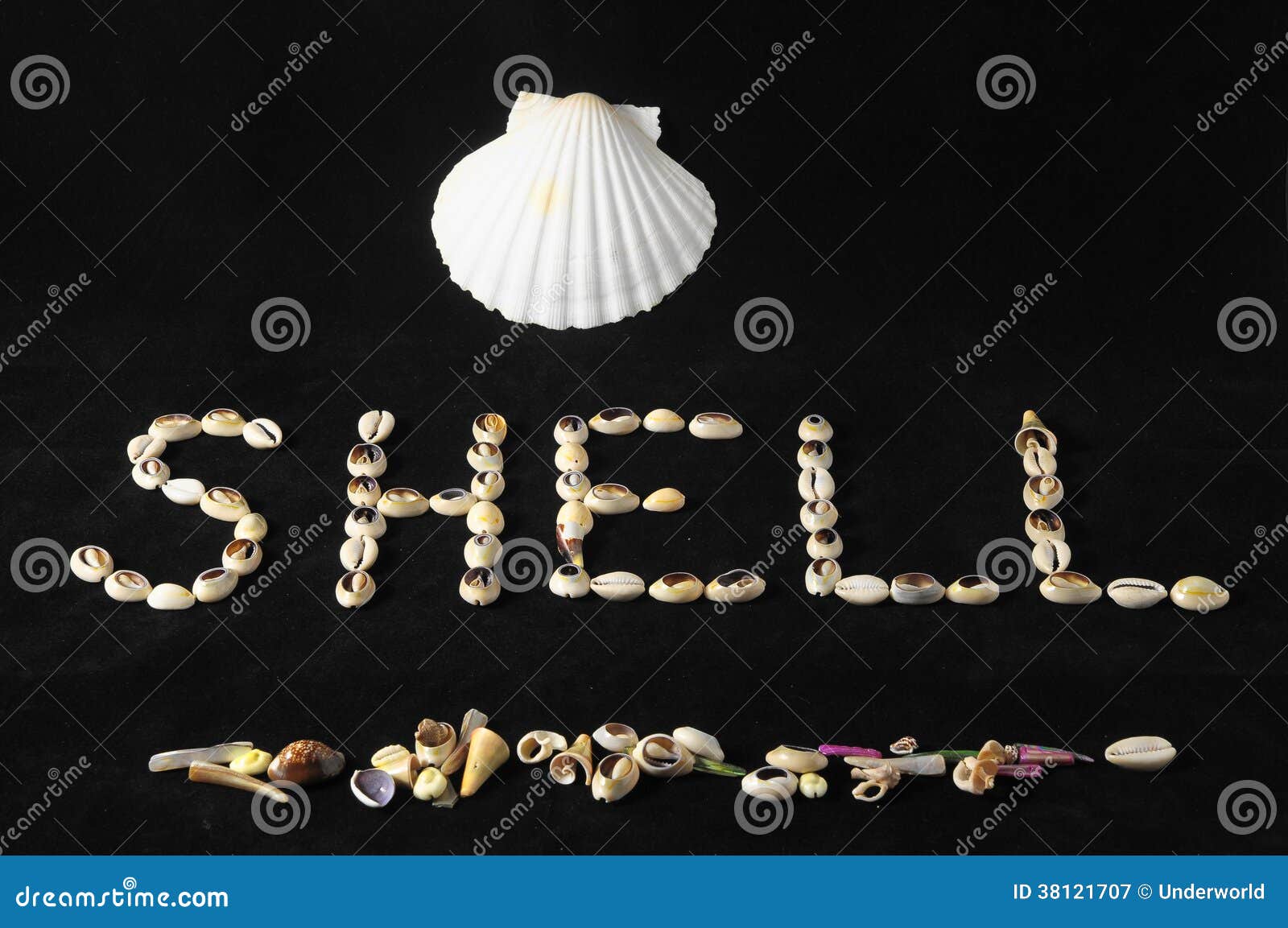 Sea Shell stock image. Image of seafood, chiton, crustacean - 38121707