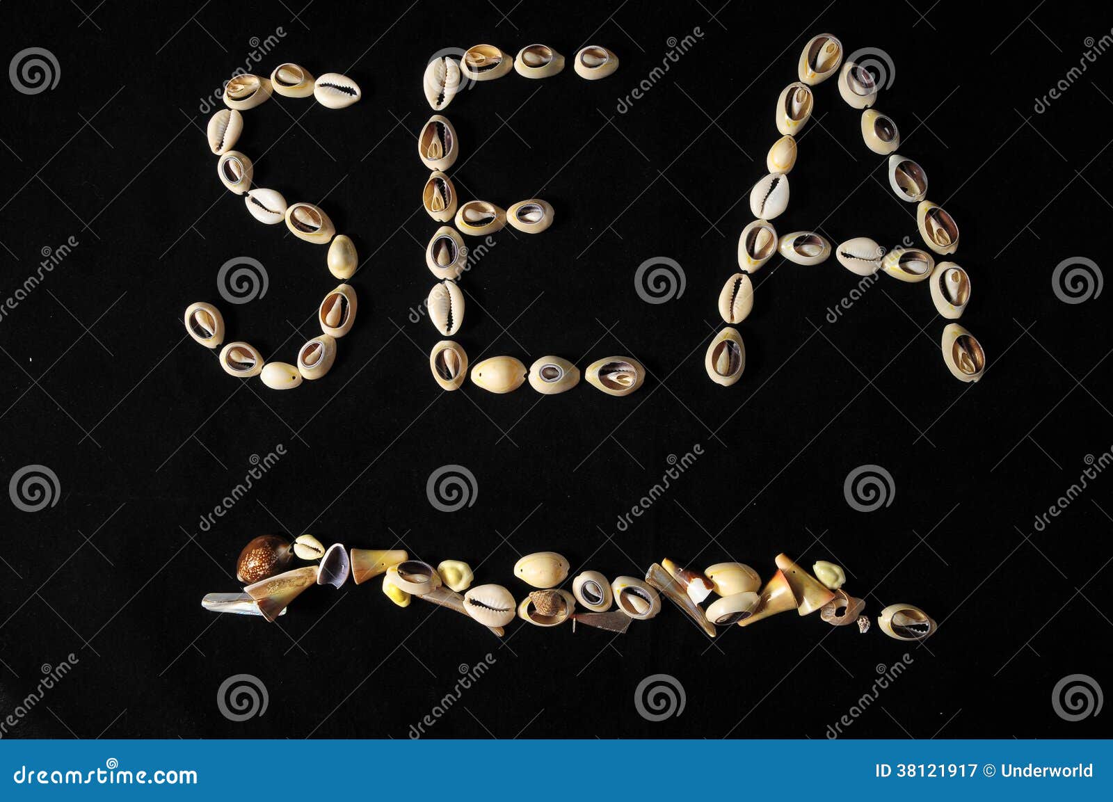 Sea Shell stock image. Image of life, seafood, skeleton - 38121917