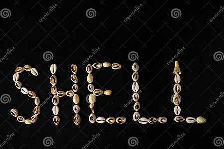 Sea Shell stock image. Image of shell, pattern, chalk - 321971395