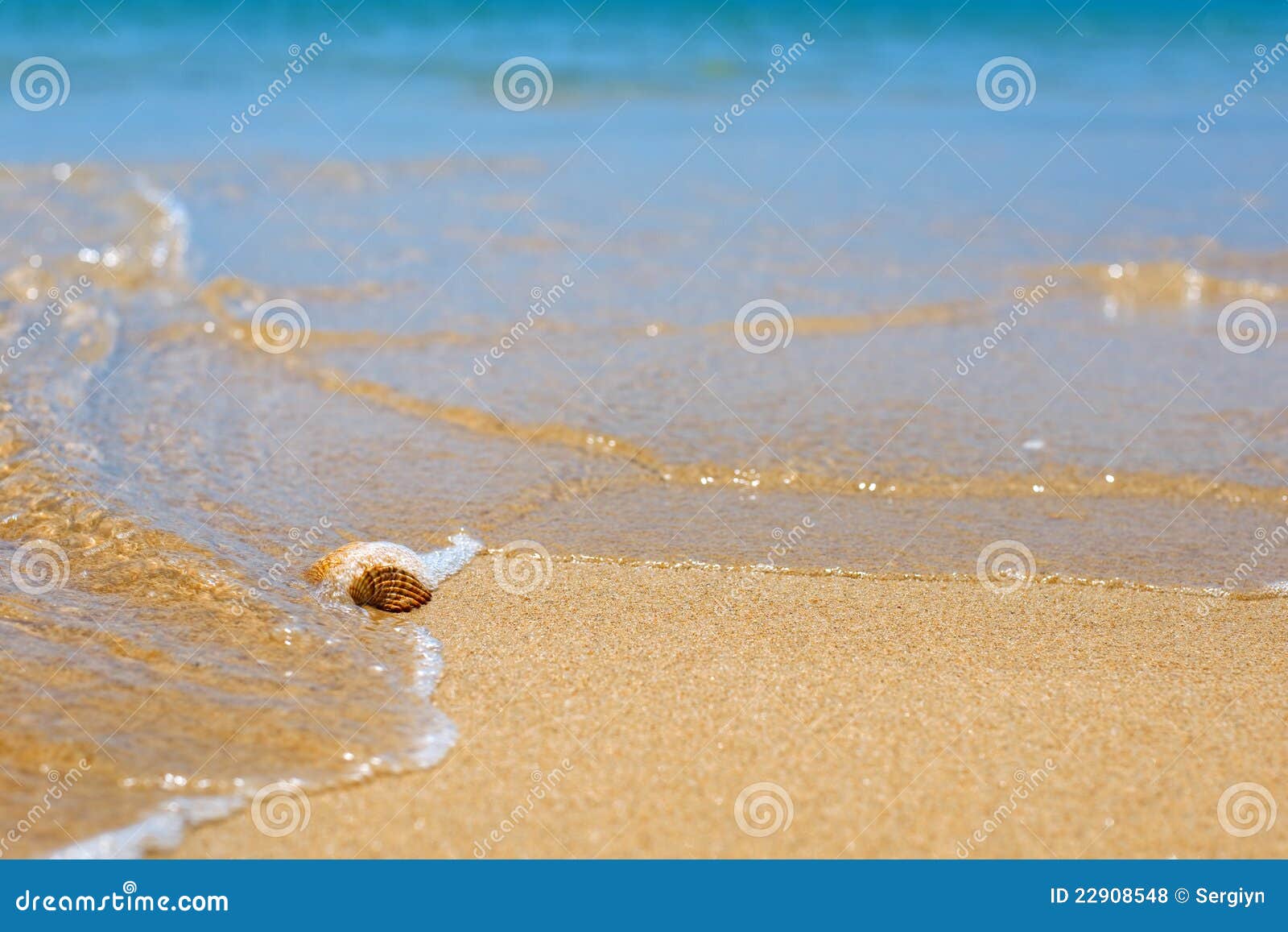 Sea Shell on the Yellow Sandy Beach Stock Photo - Image of nature ...