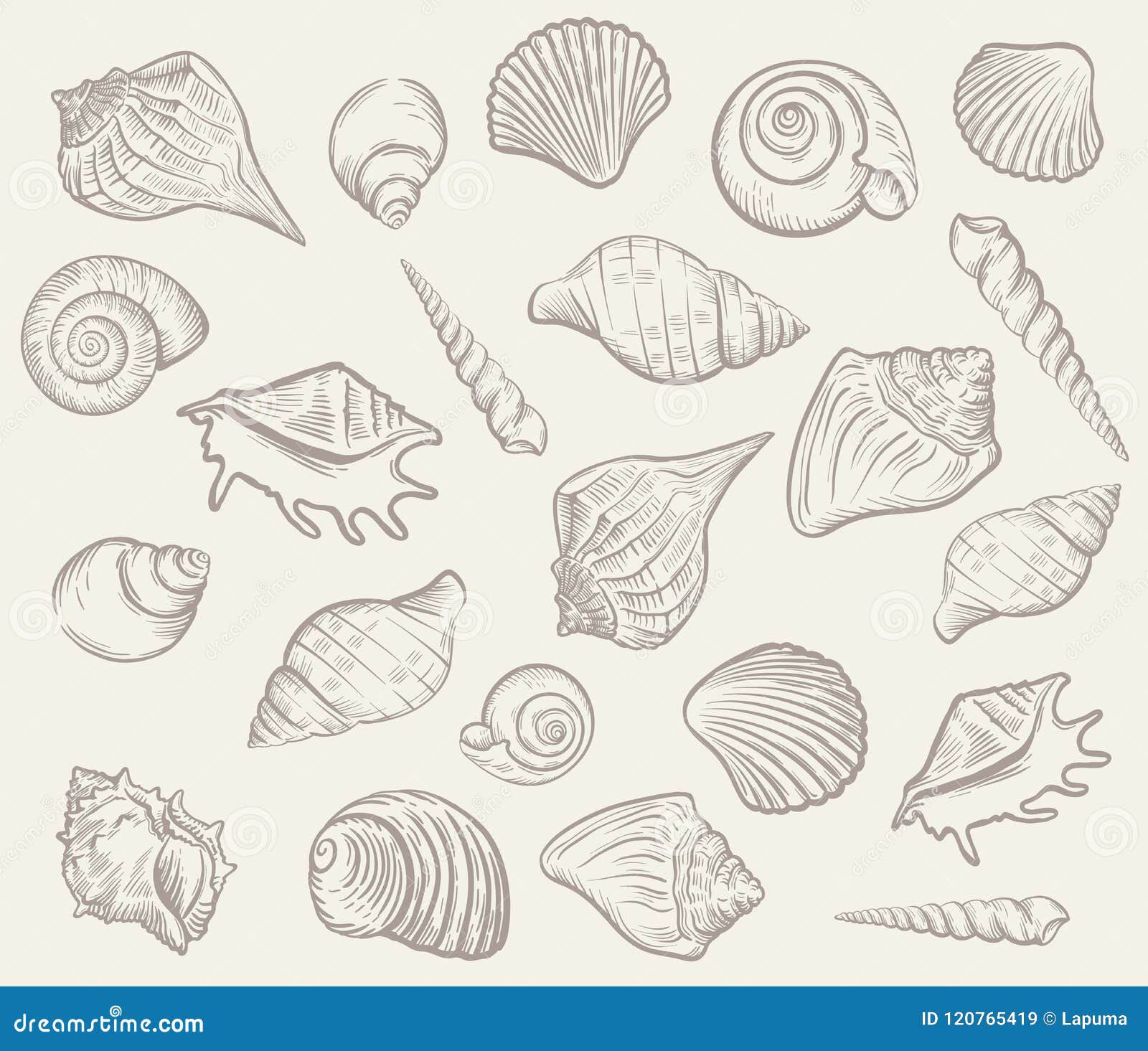 Sea Shellfish and Seashells. Vector Illustration Stock Vector ...