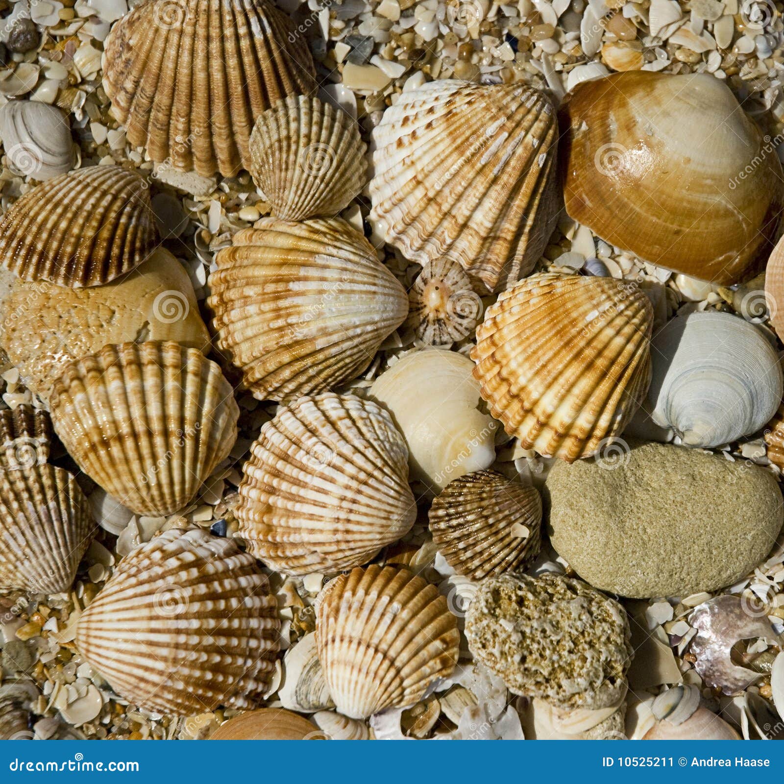 Sea shells stock image. Image of assortment, natural - 10525211