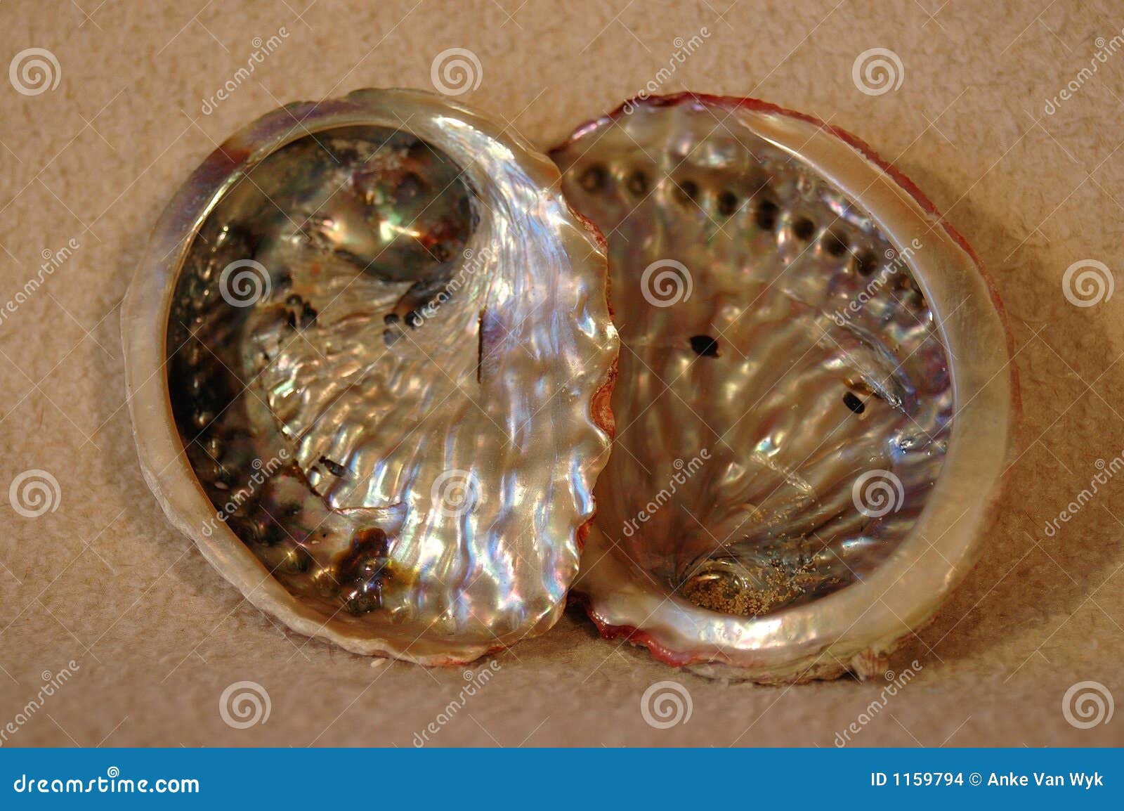 Sea shells stock photo. Image of dish, conservation, china - 1159794