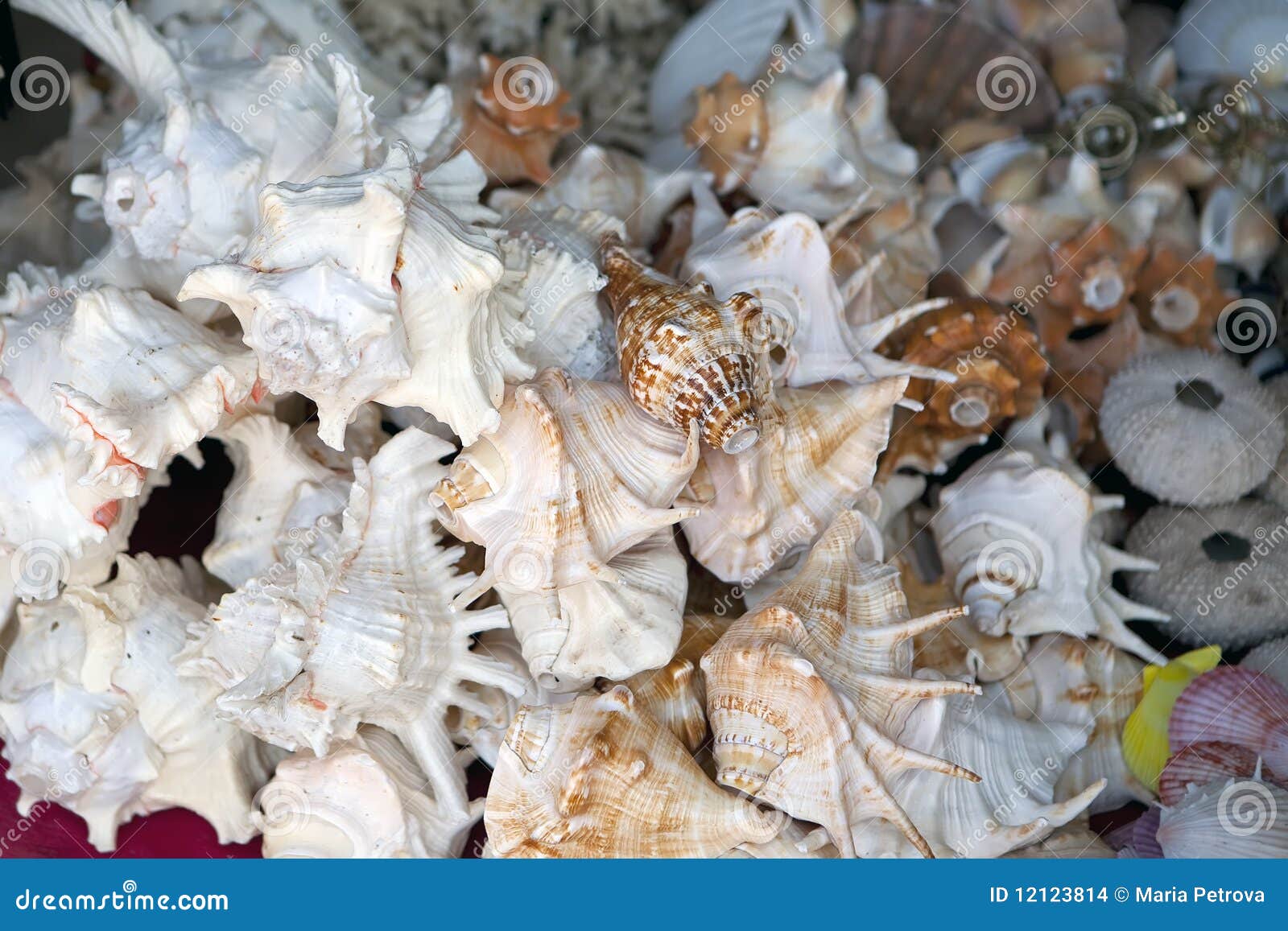 Sea shells stock photo. Image of beautiful, local, sand - 12123814