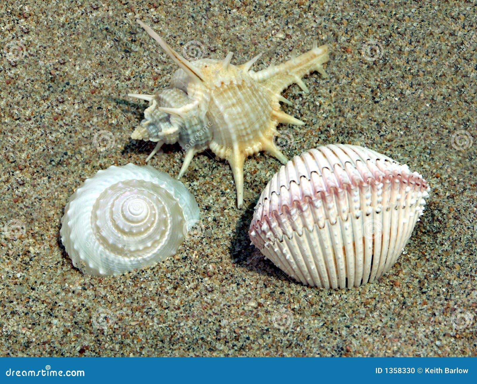 Sea shells stock photo. Image of sand, grains, pointy - 1358330