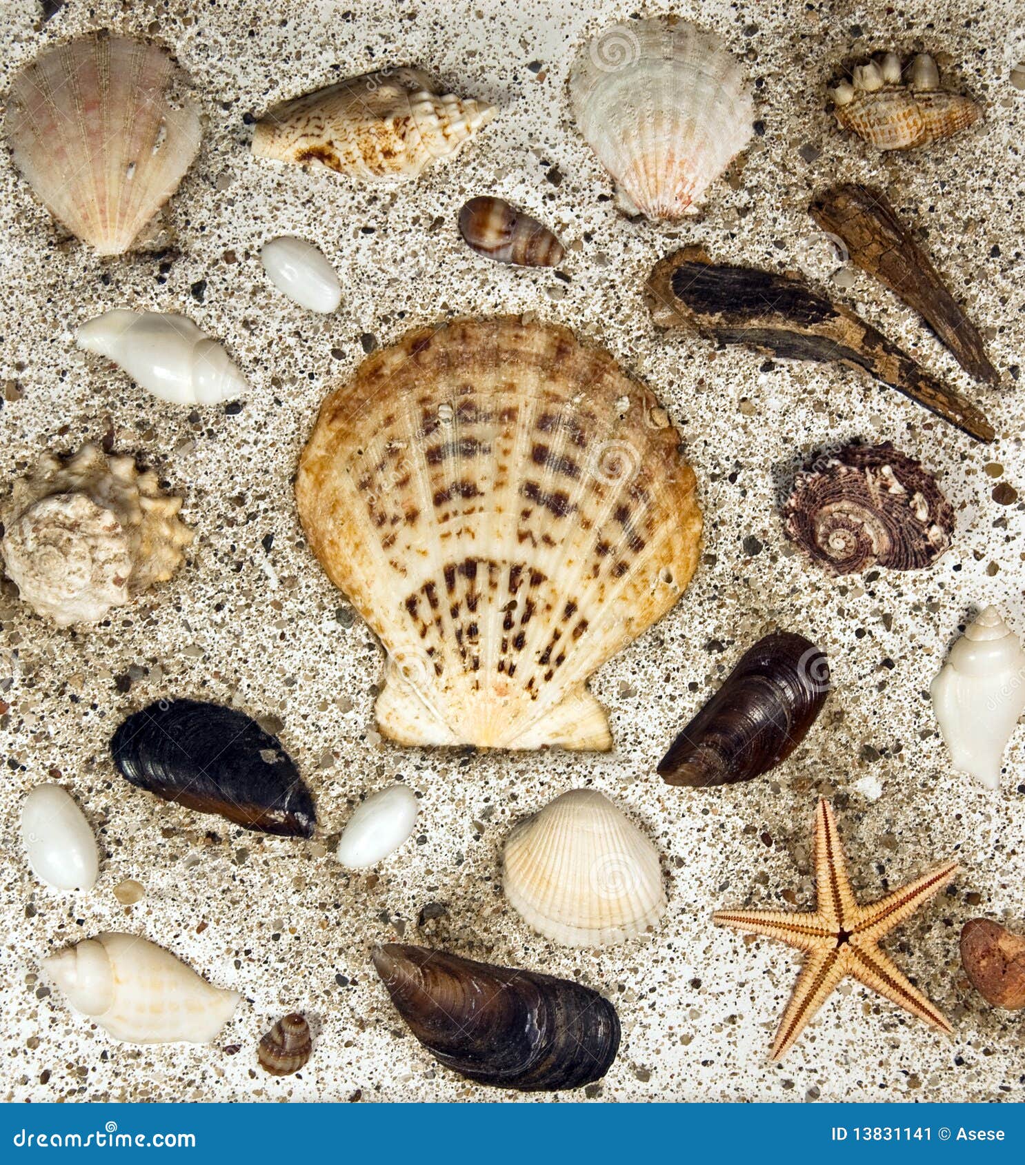 Sea shells stock image. Image of star, seashell, diversity - 13831141