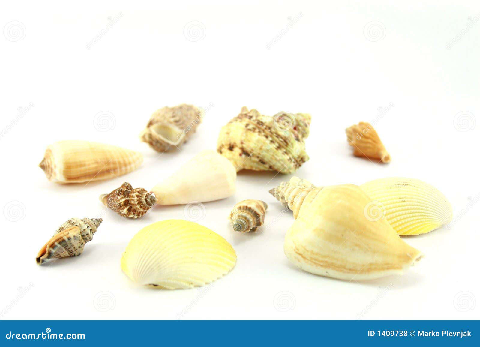 Sea shells stock photo. Image of fish, swirl, crab, swirly - 1409738