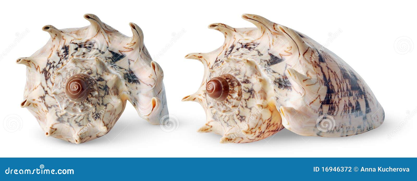 Isolated seashells stock photo. Image of nautilus, element - 16946372