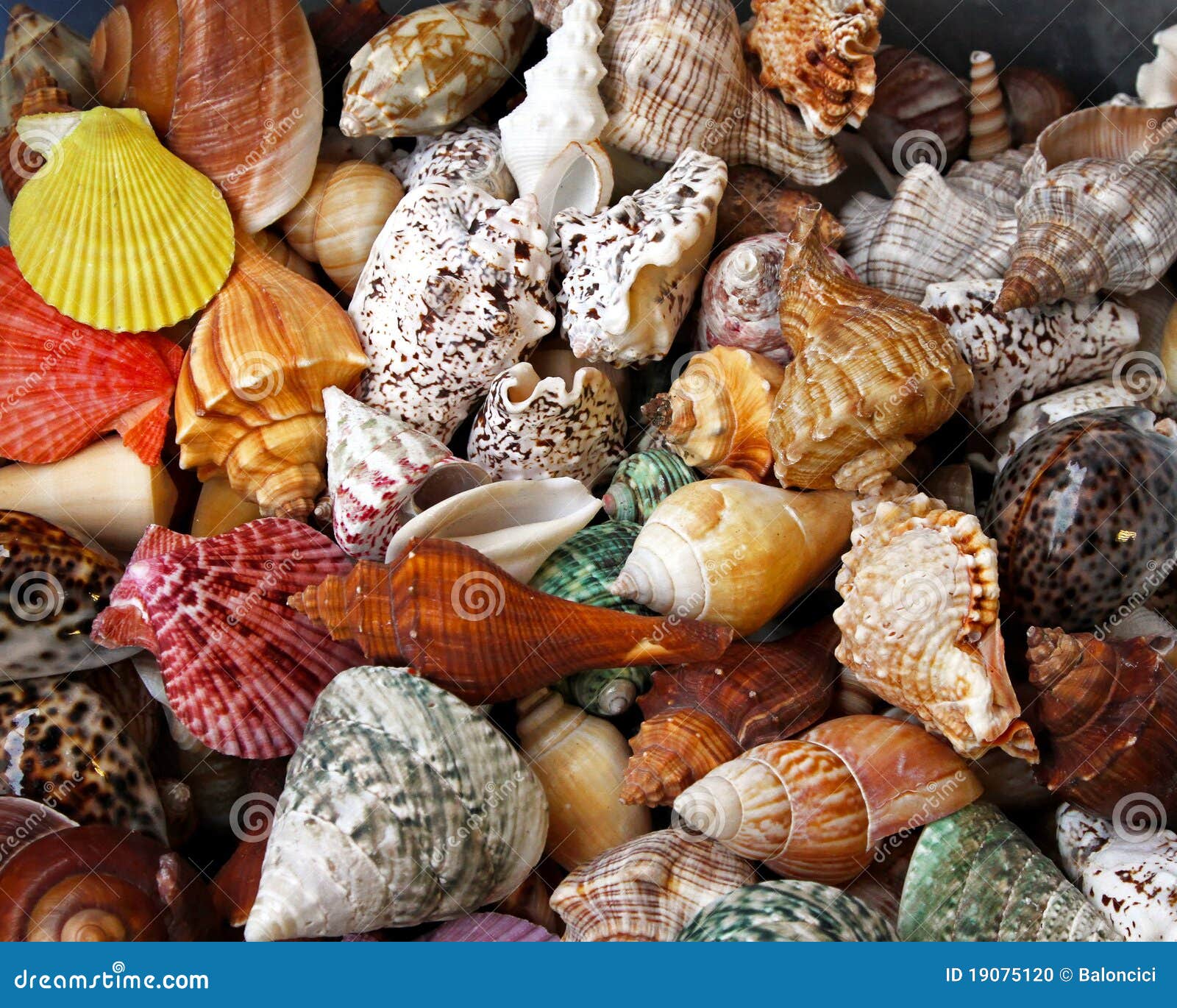 Sea shells stock photo. Image of souvenir, detail, seashell - 19075120