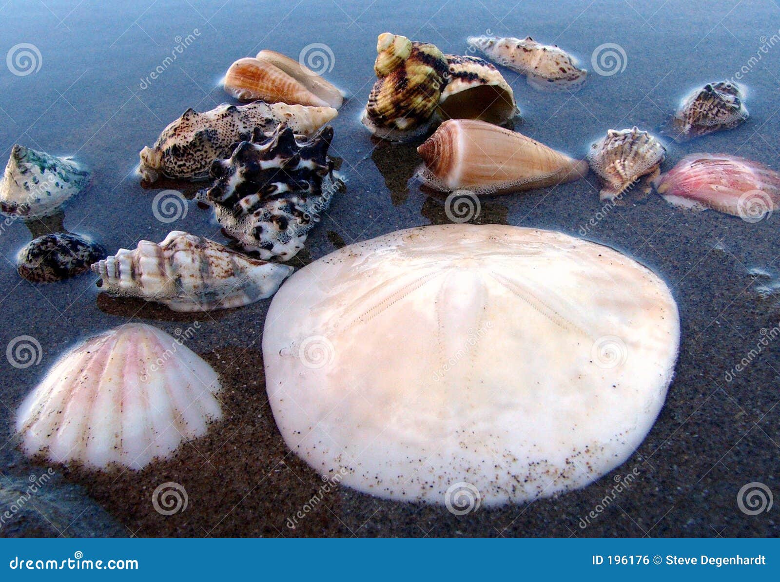 Sea-shells 2 stock photo. Image of sand, atlantic, shell - 196176