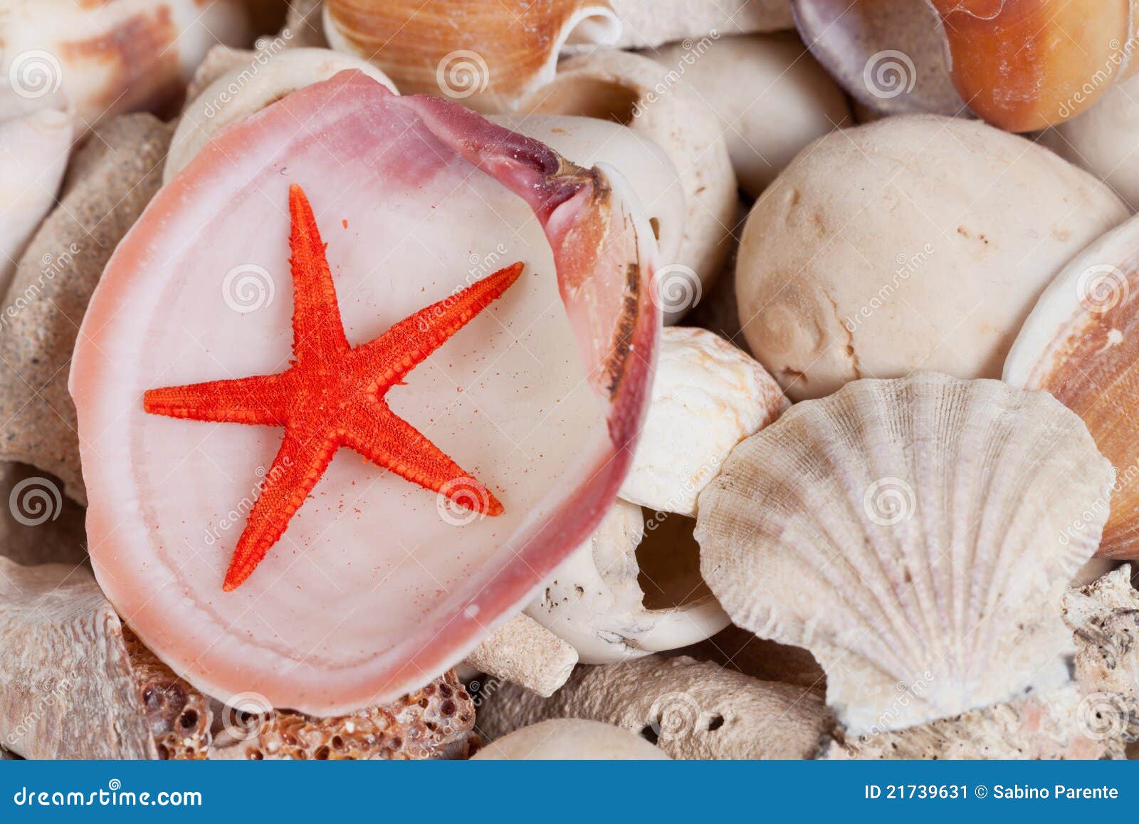 Sea shells stock image. Image of objects, decoration - 21739631