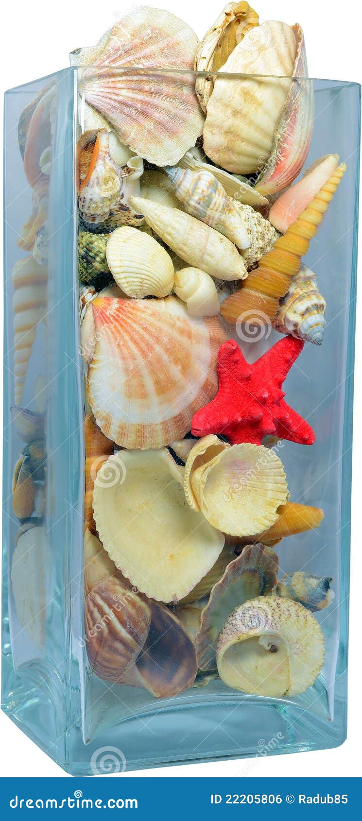 Sea Shells stock photo. Image of cyan, aquatic, colourful - 22205806